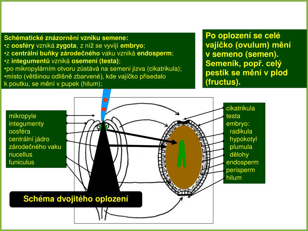 PPT - Obecná charakteristika krytosemenných rostlin ( Angiospermophyta ...