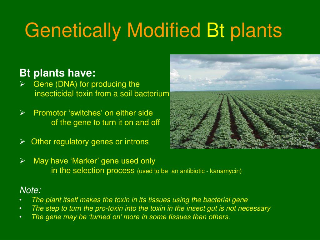 PPT - Resistance: Cotton bollworms and Bt toxins PowerPoint ...
