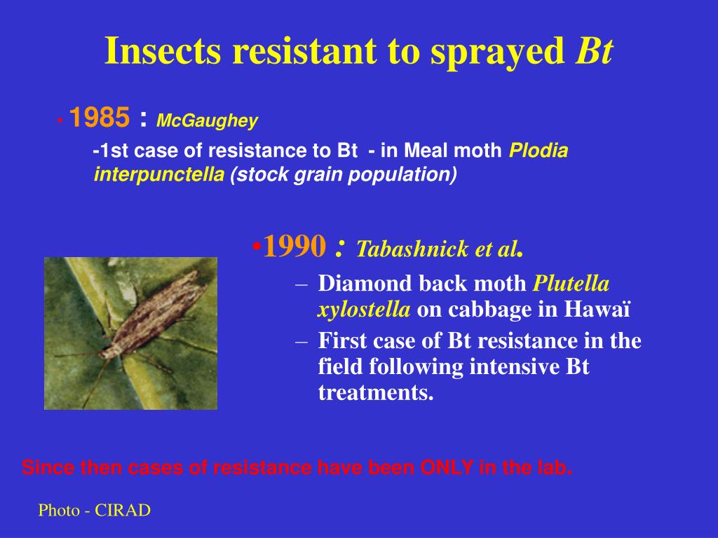 PPT - Resistance: Cotton bollworms and Bt toxins PowerPoint ...