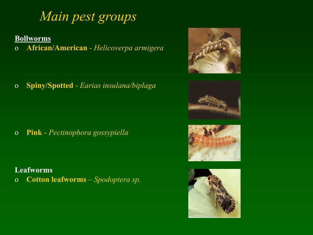 PPT - Resistance: Cotton bollworms and Bt toxins PowerPoint ...