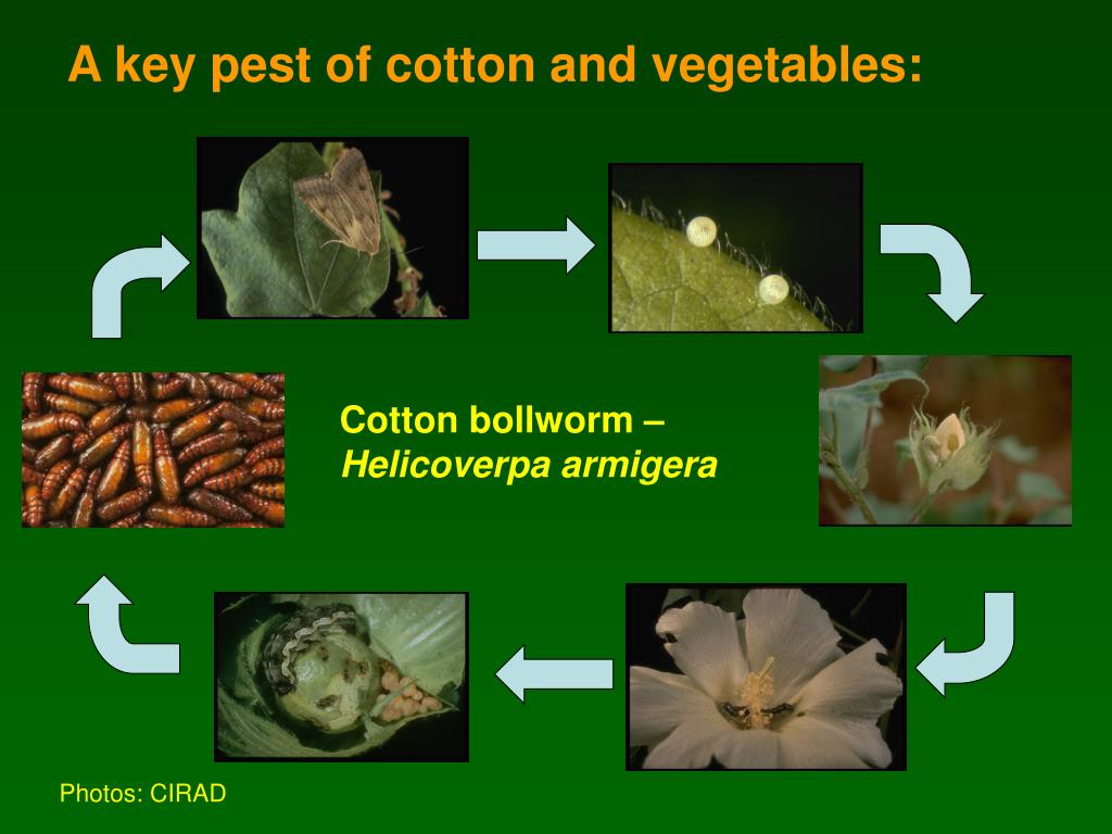 PPT - Resistance: Cotton bollworms and Bt toxins PowerPoint ...