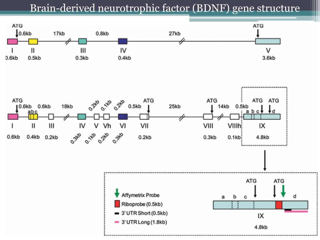 PPT - BDNF Seminar Spring 2010 Maneeshi Prasad Jan 29 th 2010 ...