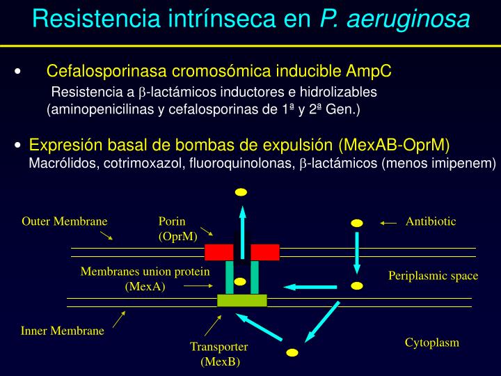 PPT - Multirresistencia en Pseudomonas aeruginosa : Mecanismos y ...