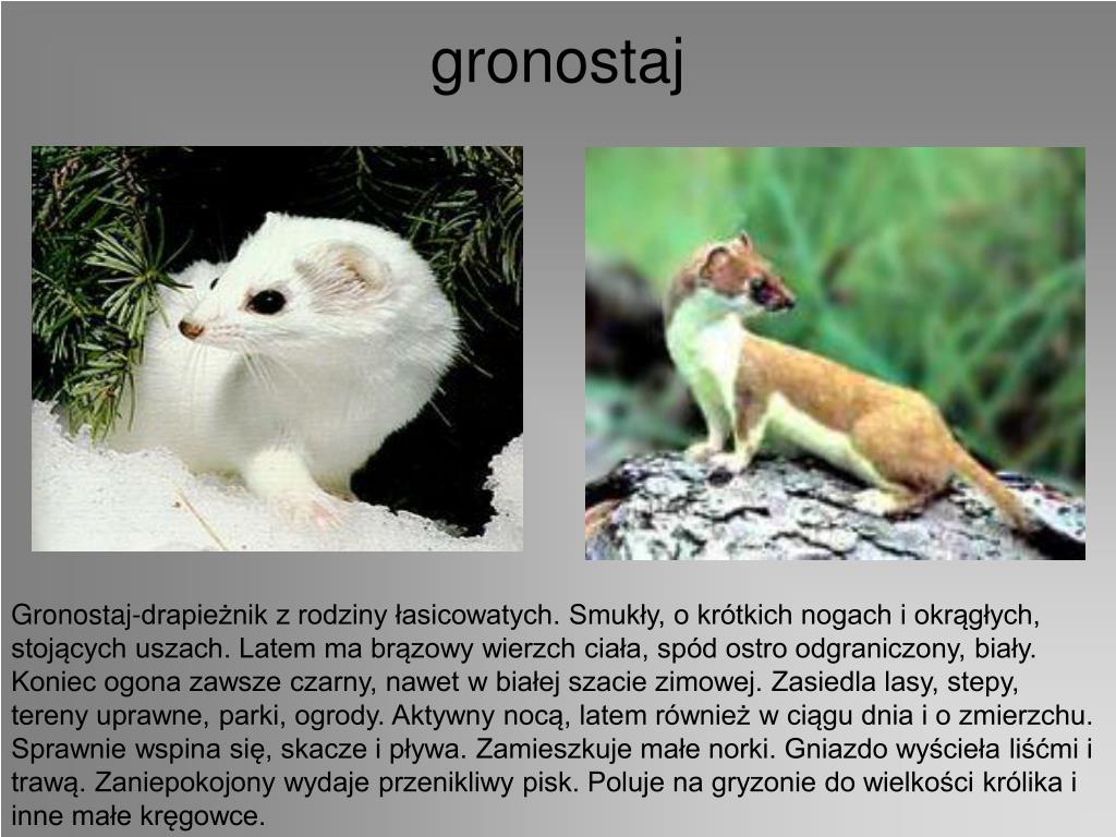 PPT - Przegląd wybranych gatunków zwierząt żyjących w Polsce PowerPoint ...