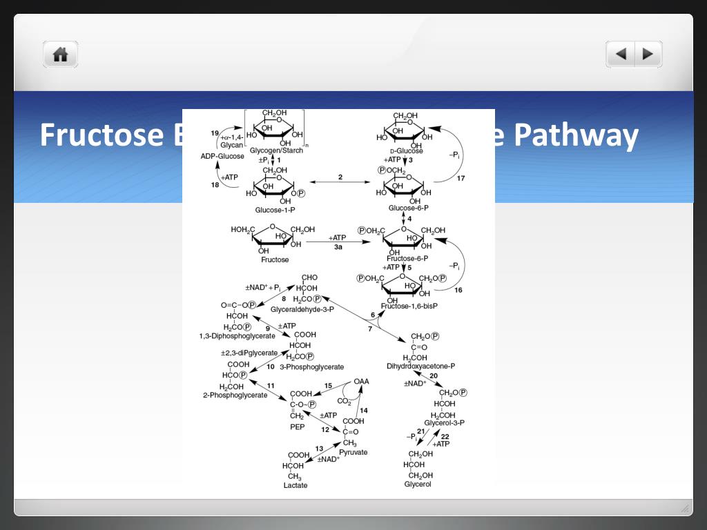 PPT - Vías centrales del metabolismo de los carbohidratos PowerPoint ...