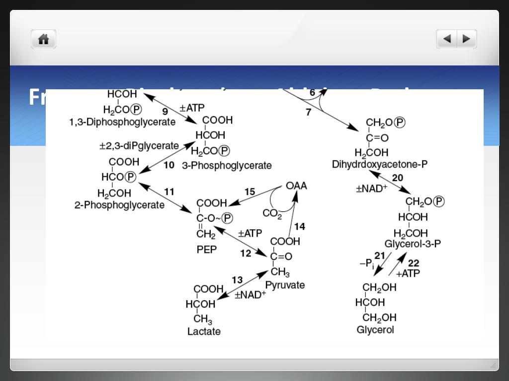 PPT - Vías centrales del metabolismo de los carbohidratos PowerPoint ...