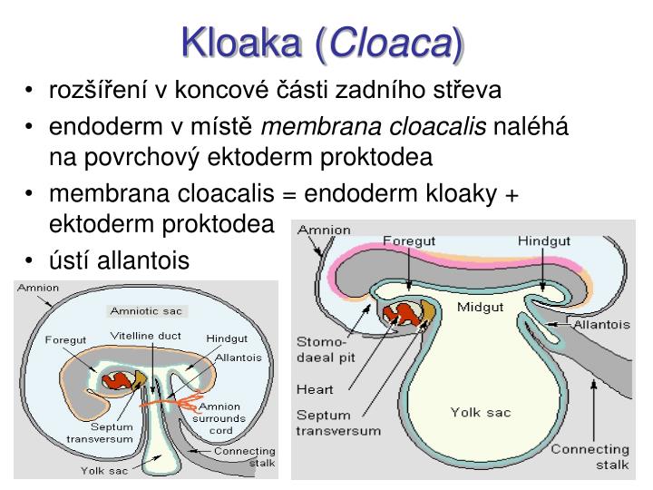 PPT - Vývoj močového a pohlavního ústrojí PowerPoint Presentation - ID ...
