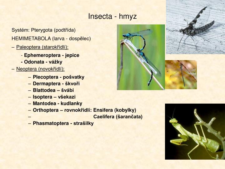 PPT - podkmen:HEXAPODA třída: Insecta - hmyz PowerPoint Presentation ...