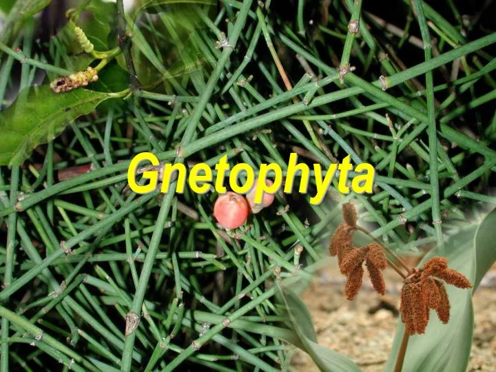 PPT - Gnetophyta PowerPoint Presentation, free download - ID:5205010