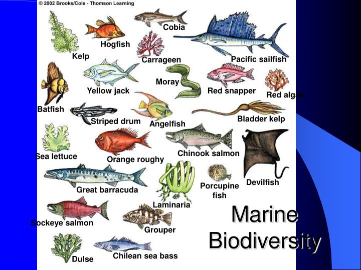 PPT - Sustaining Aquatic Biodiversity PowerPoint Presentation - ID:5205242