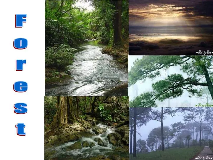 PPT - Forest PowerPoint Presentation, free download - ID:5208356