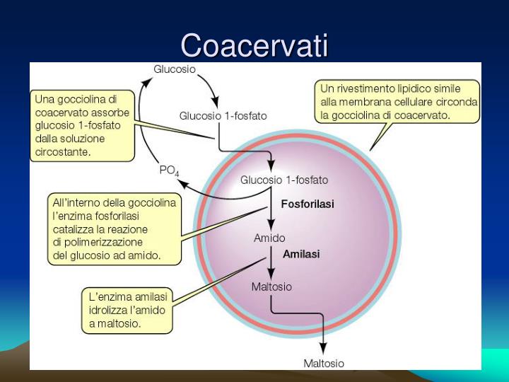 PPT - Origine della vita sulla Terra PowerPoint Presentation - ID:5211425