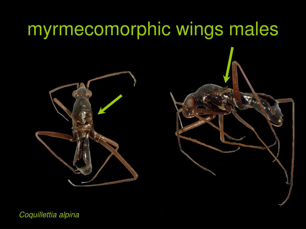 PPT - The nearctic mirid genus Coquillettia Uhler, 1890 and its ...