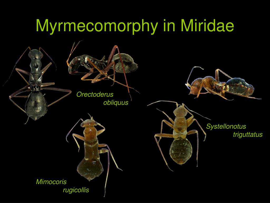 PPT - The nearctic mirid genus Coquillettia Uhler, 1890 and its ...