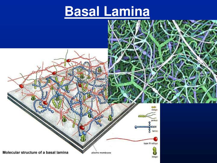 PPT - Vertebrate/Human Tissues PowerPoint Presentation - ID:5219745