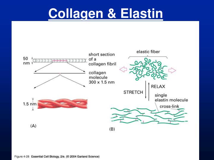 PPT - Vertebrate/Human Tissues PowerPoint Presentation - ID:5219745