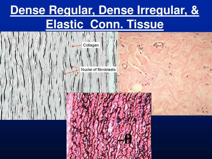 PPT - Vertebrate/Human Tissues PowerPoint Presentation - ID:5219745