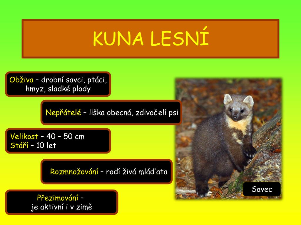 PPT - EKOSYSTÉM LES ŽIVOČICHOVÉ PowerPoint Presentation, free download ...