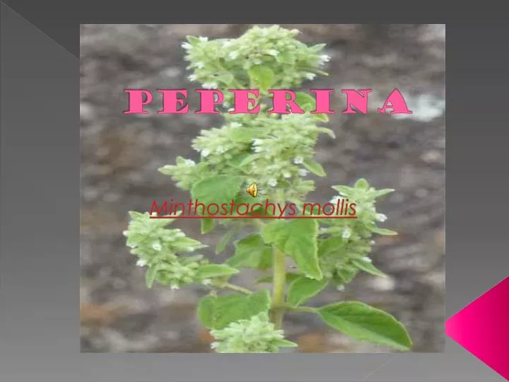 PPT - PEPERINA PowerPoint Presentation, free download - ID:5221576