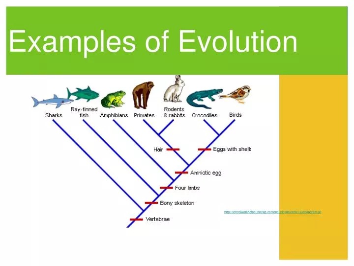 Ppt Examples Of Evolution Powerpoint Presentation Id 5228728
