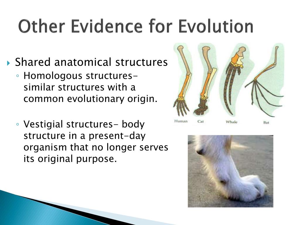 Ppt Theory Of Evolution Powerpoint Presentation Free Download Id