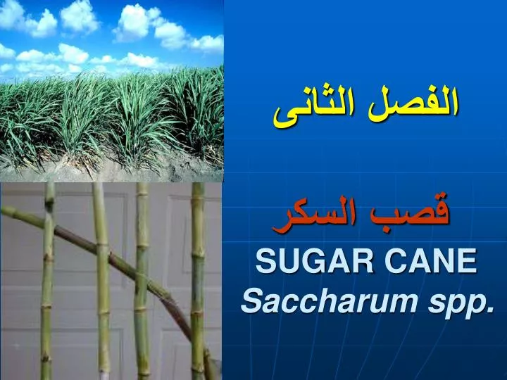 PPT - الفصل الثانى قصب السكر SUGAR CANE Saccharum spp. PowerPoint ...