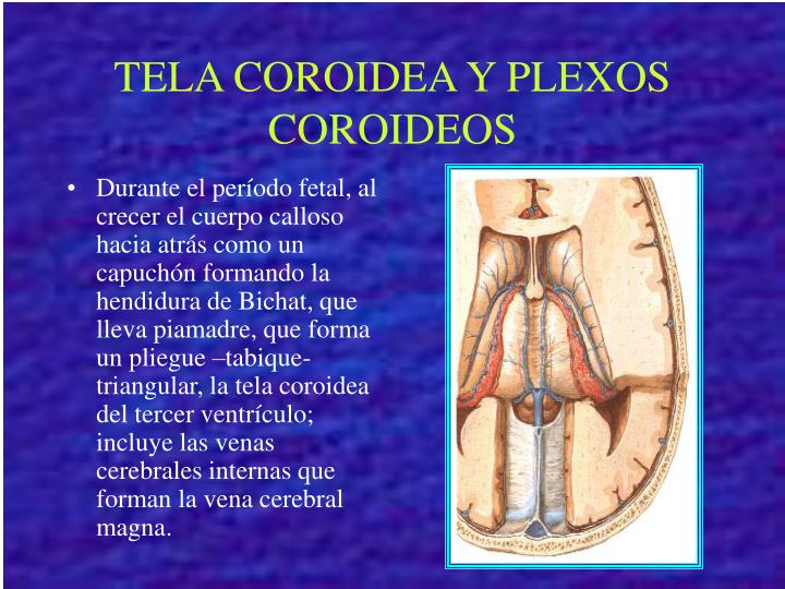 PPT - CAVIDADES DEL PROSENCÉFALO PowerPoint Presentation - ID:5230798