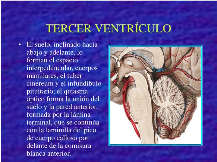 PPT - CAVIDADES DEL PROSENCÉFALO PowerPoint Presentation - ID:5230798