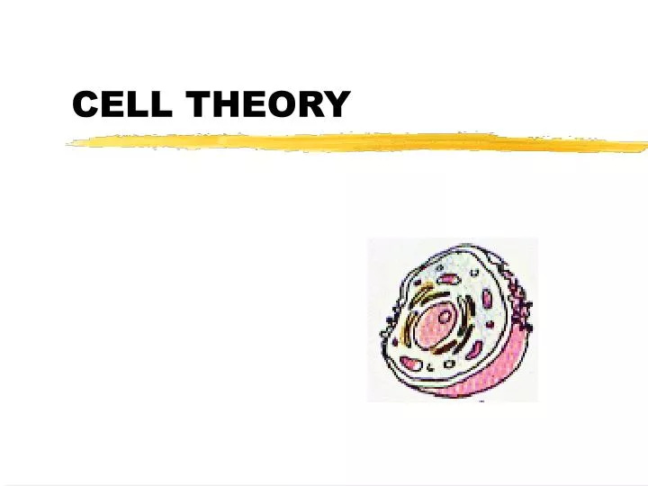 PPT - CELL THEORY PowerPoint Presentation, free download - ID:5231456