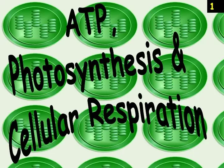 PPT - ATP, Photosynthesis & Cellular Respiration PowerPoint ... PPT - ATP, Photosynthesis & Cellular Respiration PowerPoint ...
