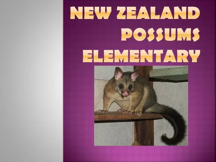 PPT - New Zealand Possums Elementary PowerPoint Presentation, free ...