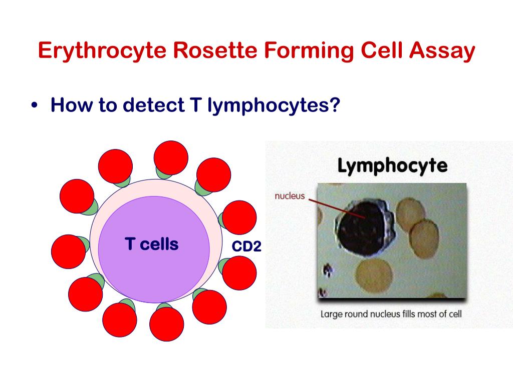 PPT - 第 12 章 淋巴细胞的抗原受体与辅助分子 Antigen Receptors & Accessory Molecules of ...
