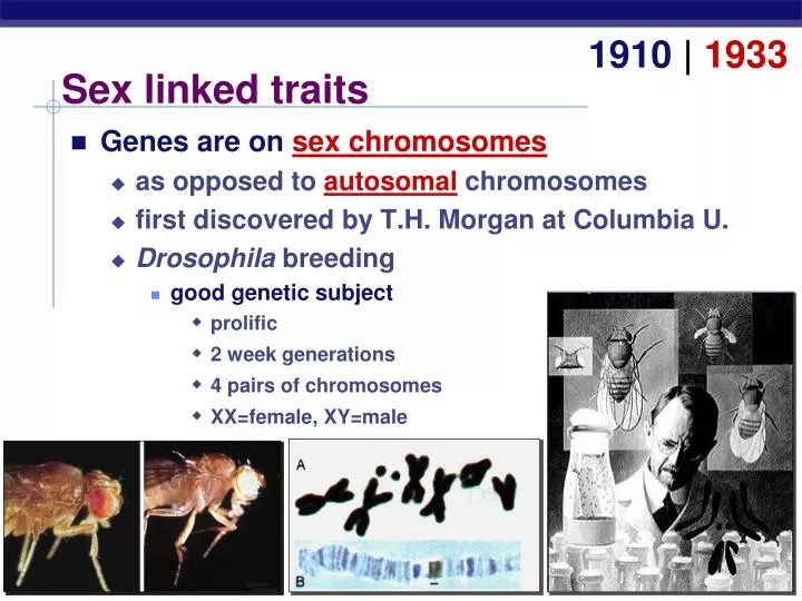 Ppt Sex Linked Traits Powerpoint Presentation Free Download Id5232888