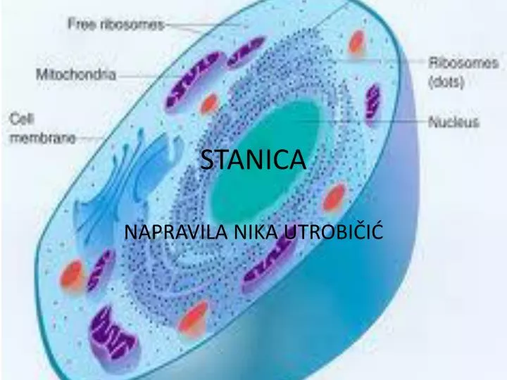 PPT - STANICA PowerPoint Presentation, free download - ID:5233690