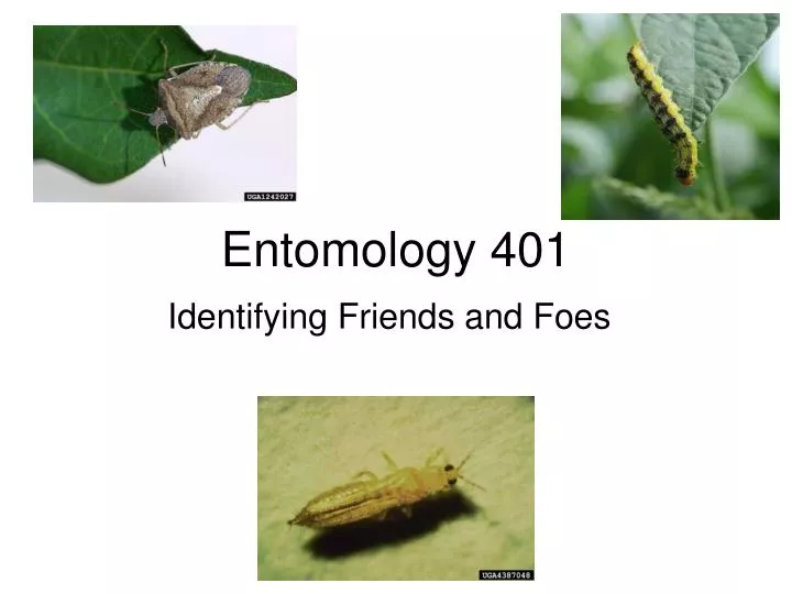 PPT - Entomology 401 PowerPoint Presentation, free download - ID:5236508