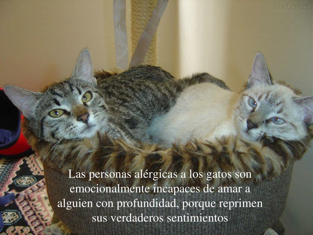 PPT - ¿ Usted sabia que los gatos tienen una misión en nuestra vida ...