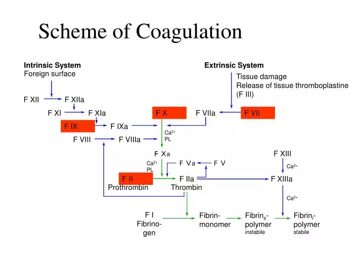 PPT - Scheme of Coagulation PowerPoint Presentation, free download - ID ...