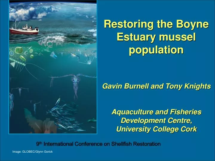PPT - Restoring the Boyne Estuary mussel population Gavin Burnell and ...