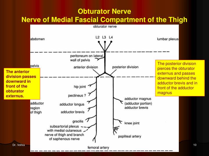 Ppt Medial Compartment Of Thigh And Adductor Or Subsartorial Canal Powerpoint Presentation Id