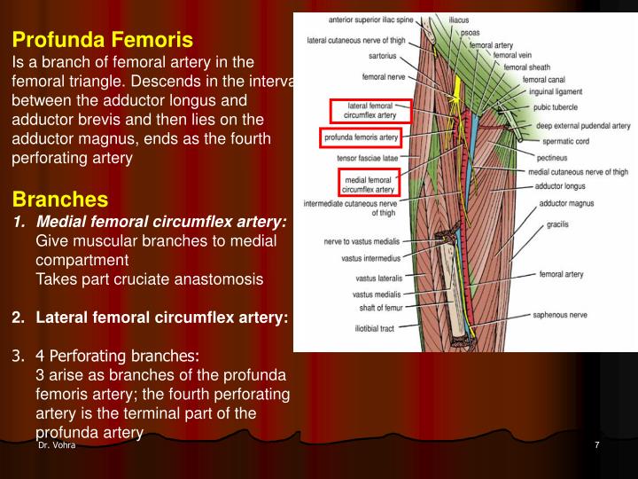 PPT - Medial Compartment of Thigh & Adductor or Subsartorial Canal ...
