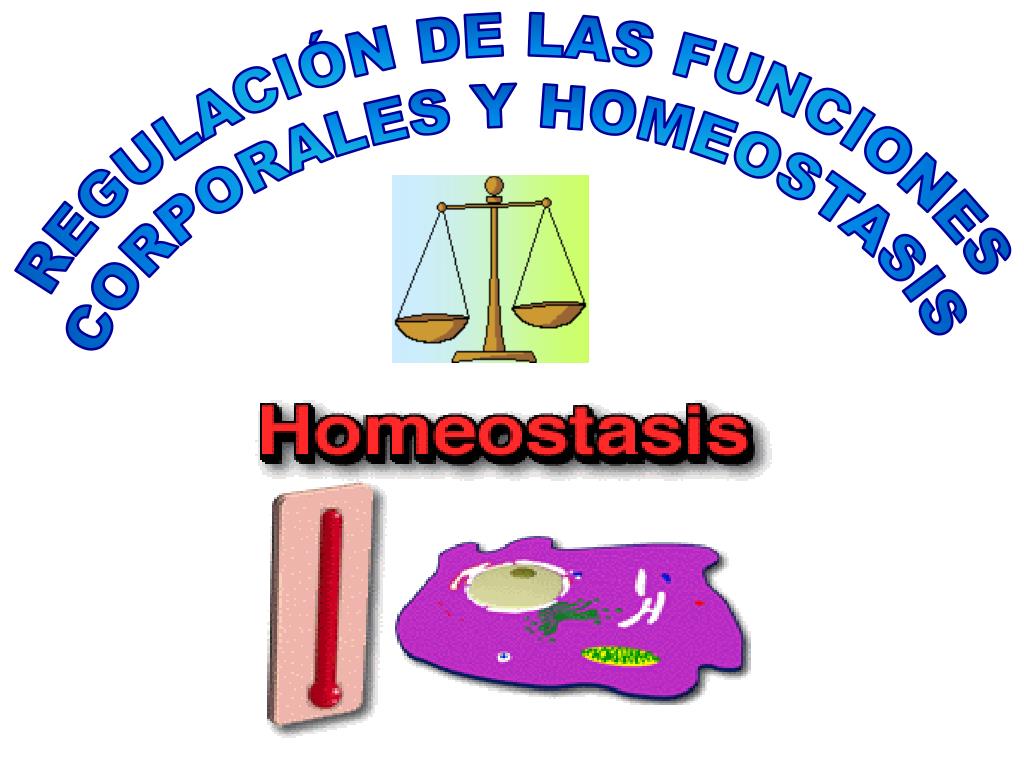 PPT - REGULACIÓN DE LAS FUNCIONES CORPORALES Y HOMEOSTASIS PowerPoint ...