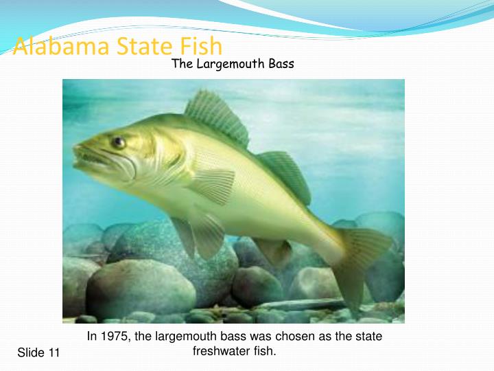 PPT - Alabama PowerPoint Presentation - ID:5252618
