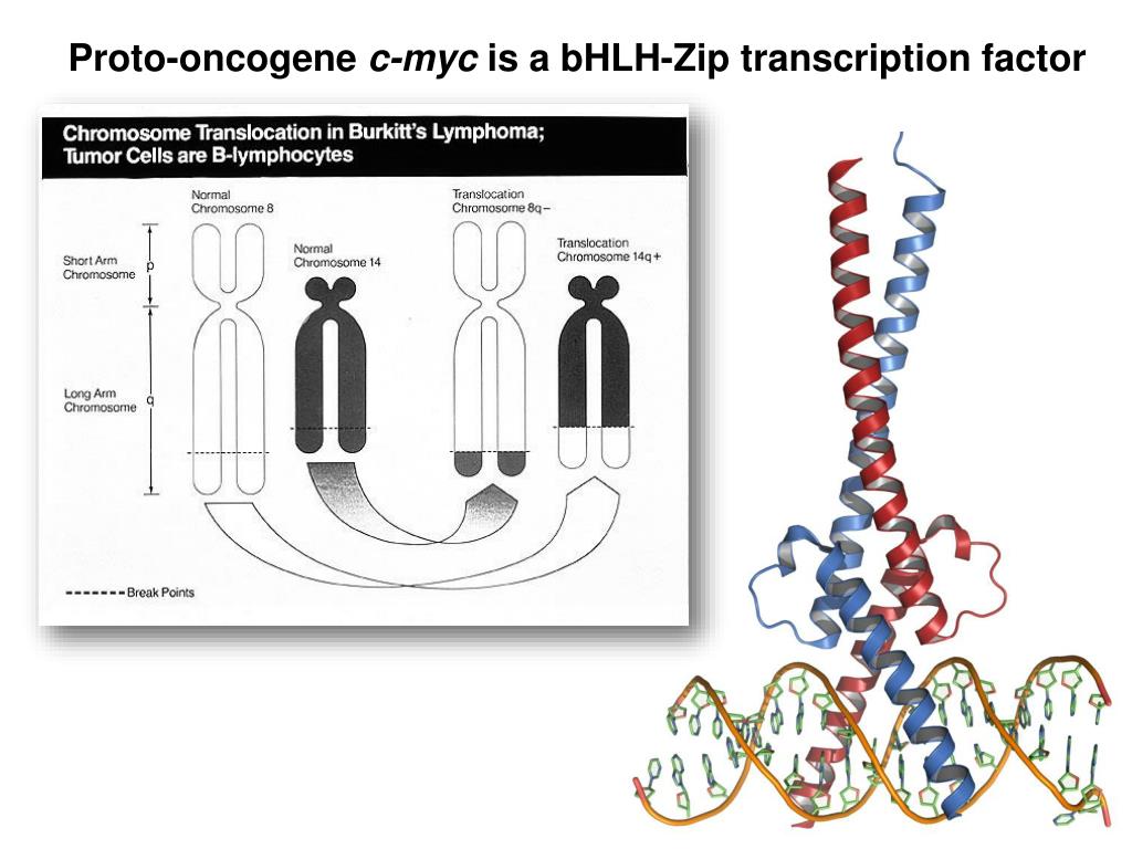 PPT - DNA-binding Domains Structural considerations of the DNA double ... PPT - DNA-binding Domains Structural considerations of the DNA double ...
