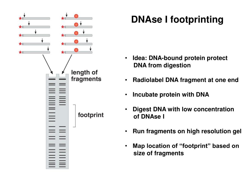 PPT - DNA-binding Domains Structural considerations of the DNA double ... PPT - DNA-binding Domains Structural considerations of the DNA double ...