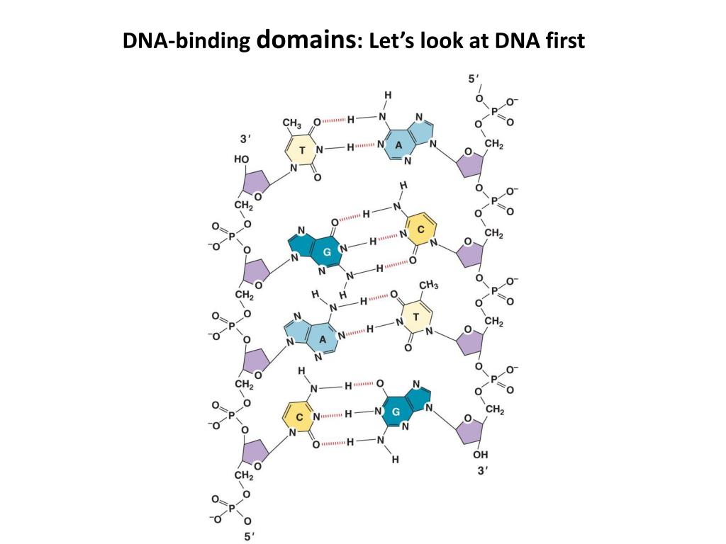 PPT - DNA-binding Domains Structural considerations of the DNA double ... PPT - DNA-binding Domains Structural considerations of the DNA double ...