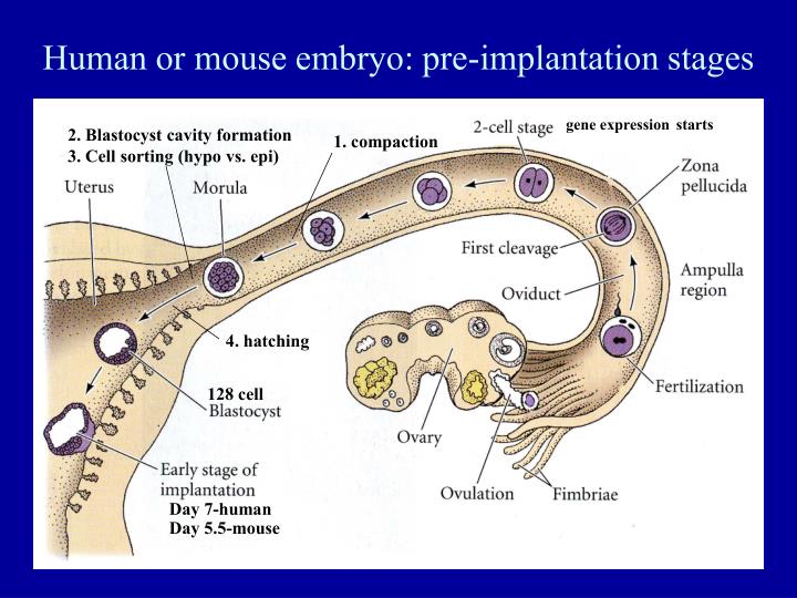 PPT - Neurulation in the chick, after the node regresses PowerPoint ...