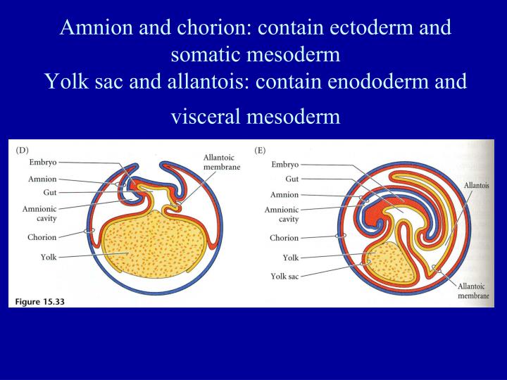 PPT - Neurulation in the chick, after the node regresses PowerPoint ...