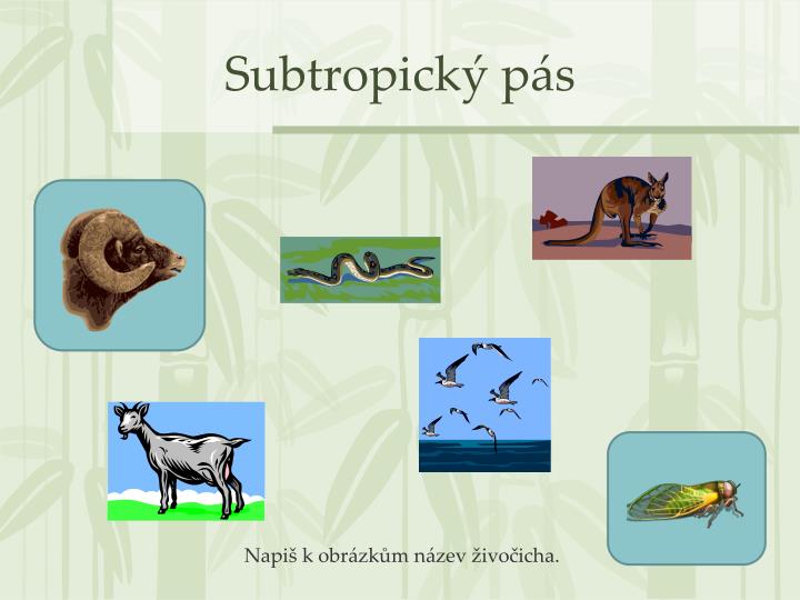 PPT - Podnebné pásy - živočichové PowerPoint Presentation - ID:5254761