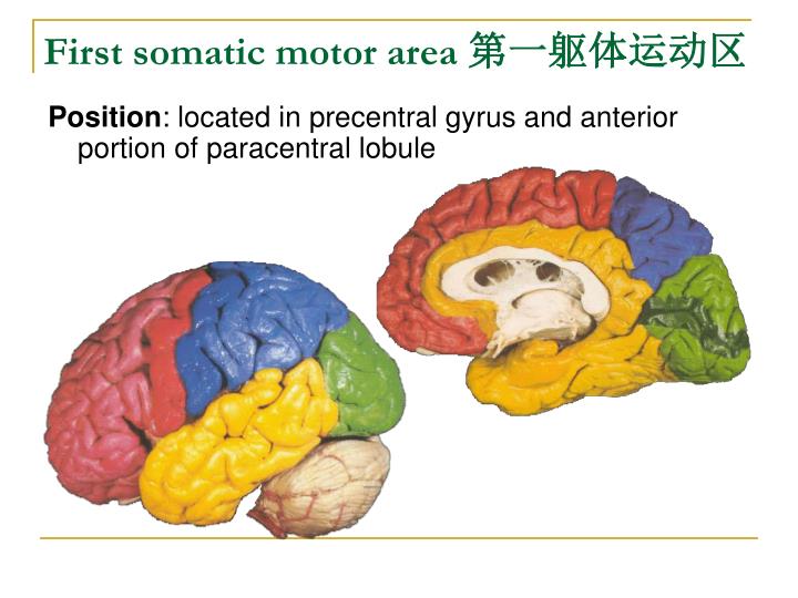 PPT - The Telencephalon PowerPoint Presentation - ID:5257789