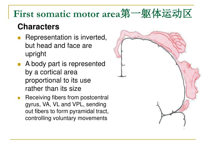 PPT - The Telencephalon PowerPoint Presentation - ID:5257789